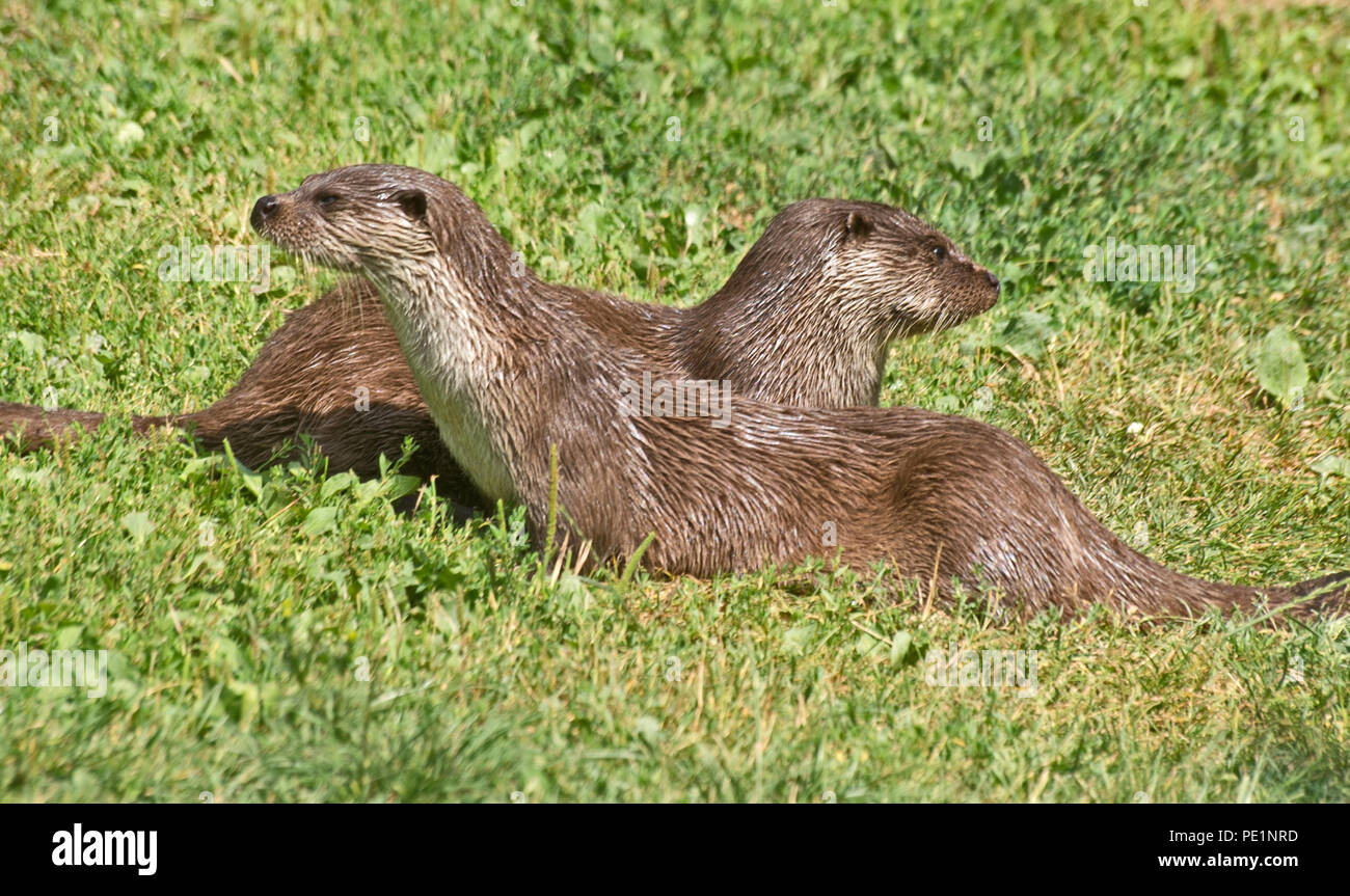 BRITISH OTTER Lutral Lutal Captive Stock Photo - Alamy