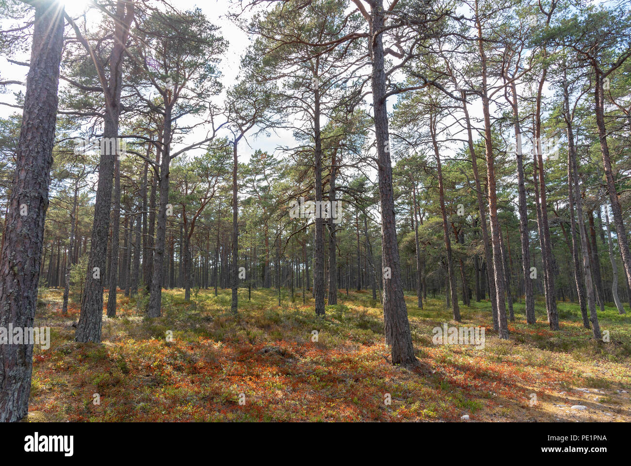 Pine forest at Sandhamn in Sweden Stock Photo - Alamy