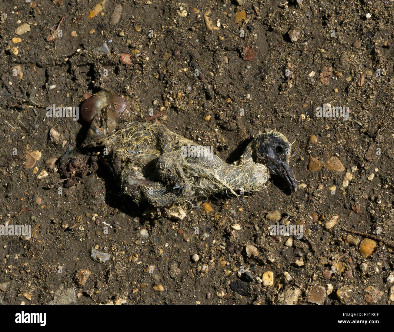 Dead bell hi-res stock photography and images - Alamy