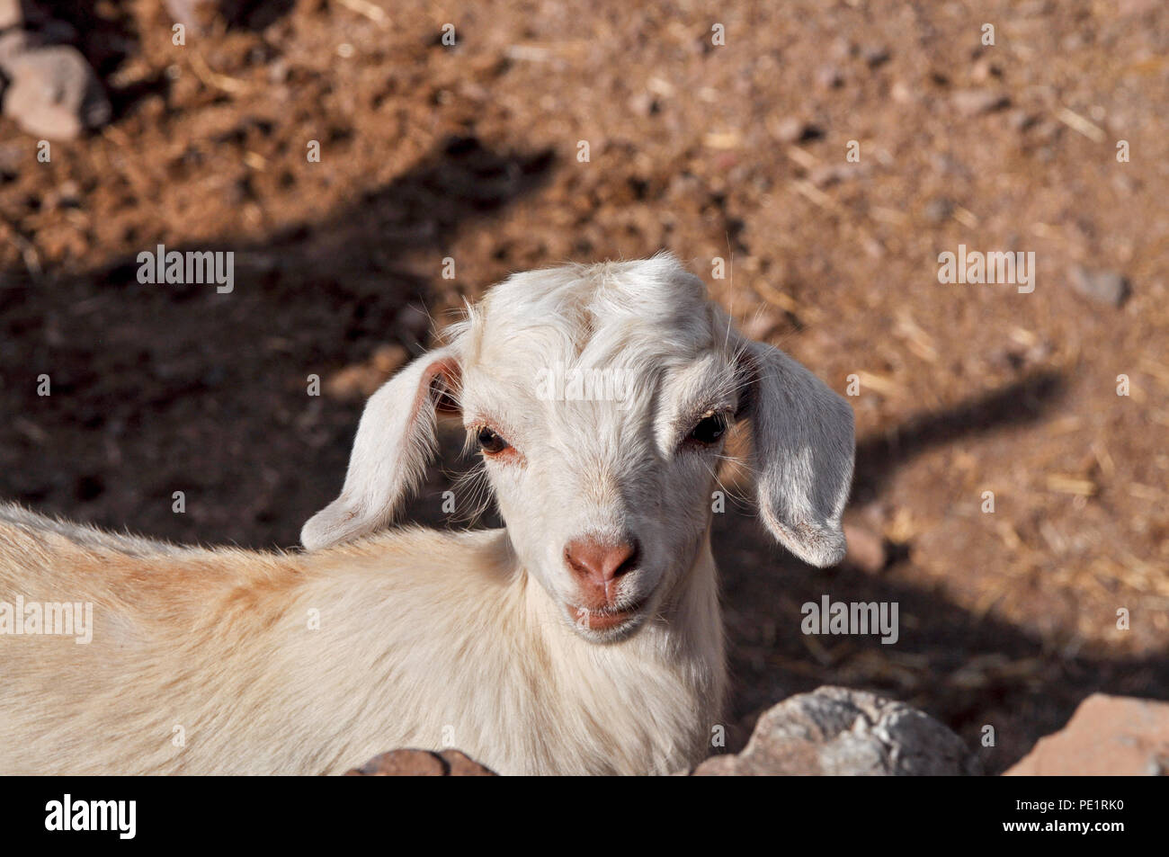 Goat looking in camera hi-res stock photography and images - Alamy