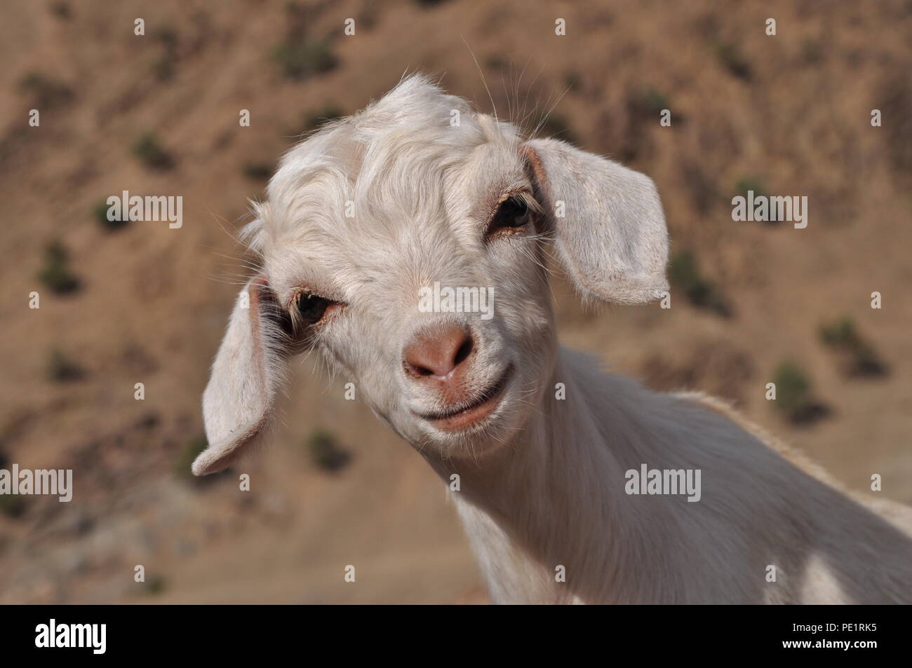 Goat looking in camera hi-res stock photography and images - Alamy