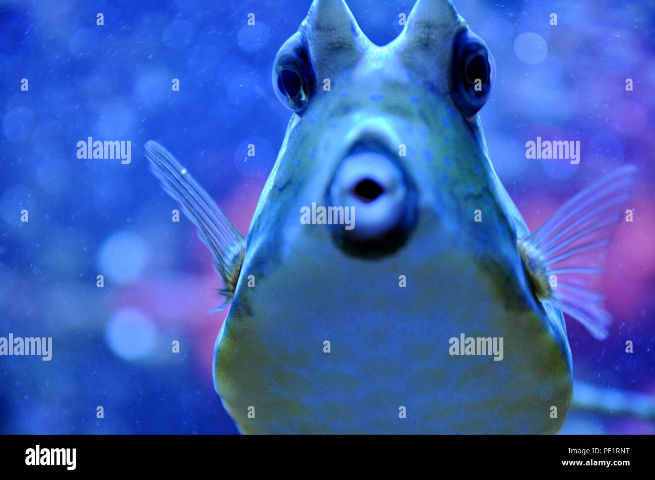 Two Horned Cow fish Stock Photo - Alamy