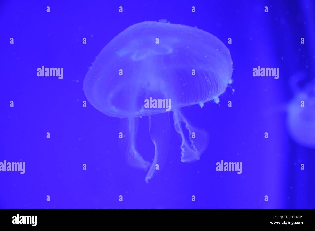 Medusa texture hi-res stock photography and images - Alamy