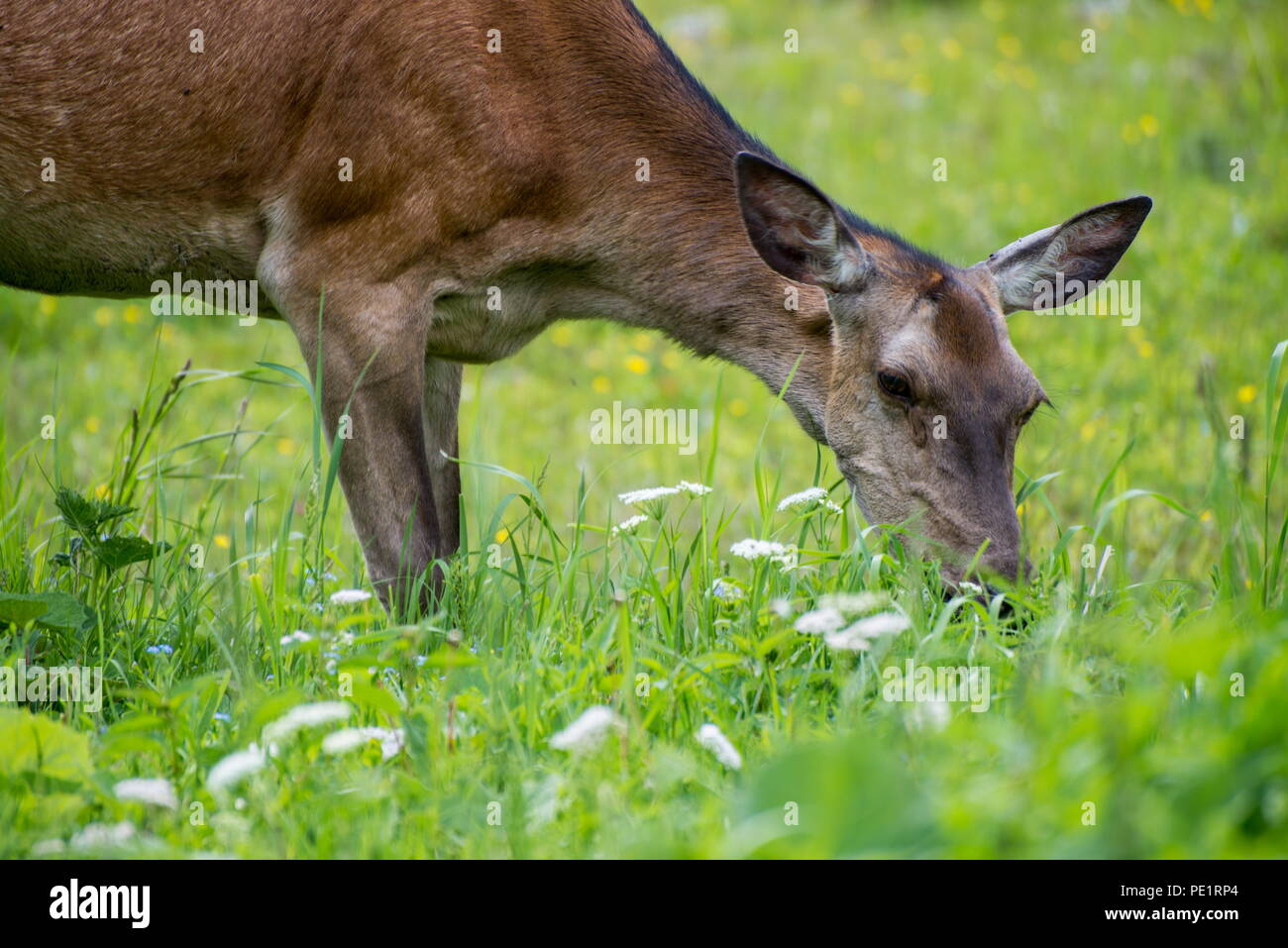 Whitetail buck grazing hi-res stock photography and images - Alamy