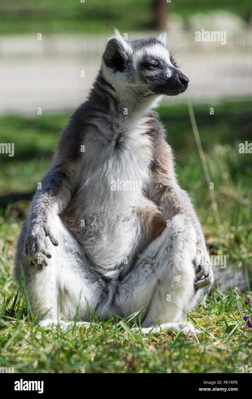 Ring-tailed monkey or Lemur Catta Stock Photo - Alamy