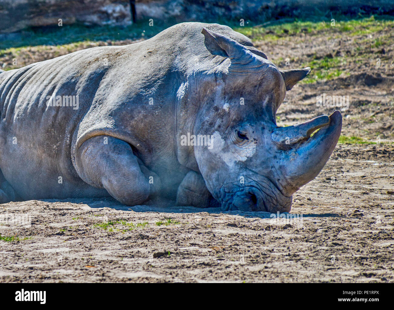 Big rhinoceros on a field Stock Photo - Alamy