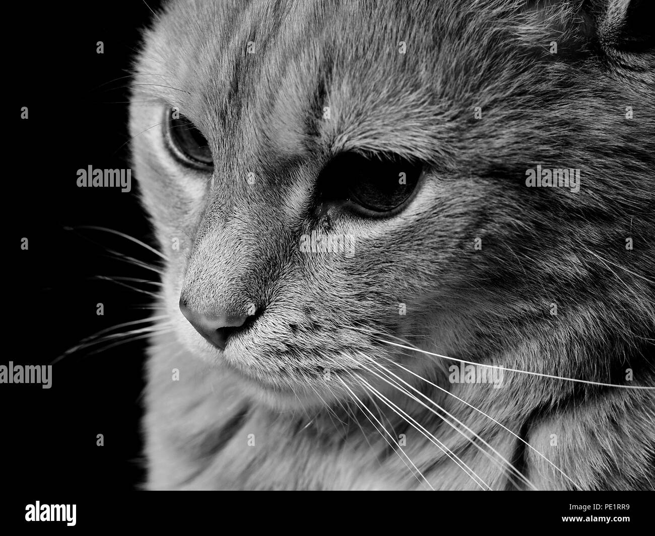 Face of a cat Stock Photo - Alamy