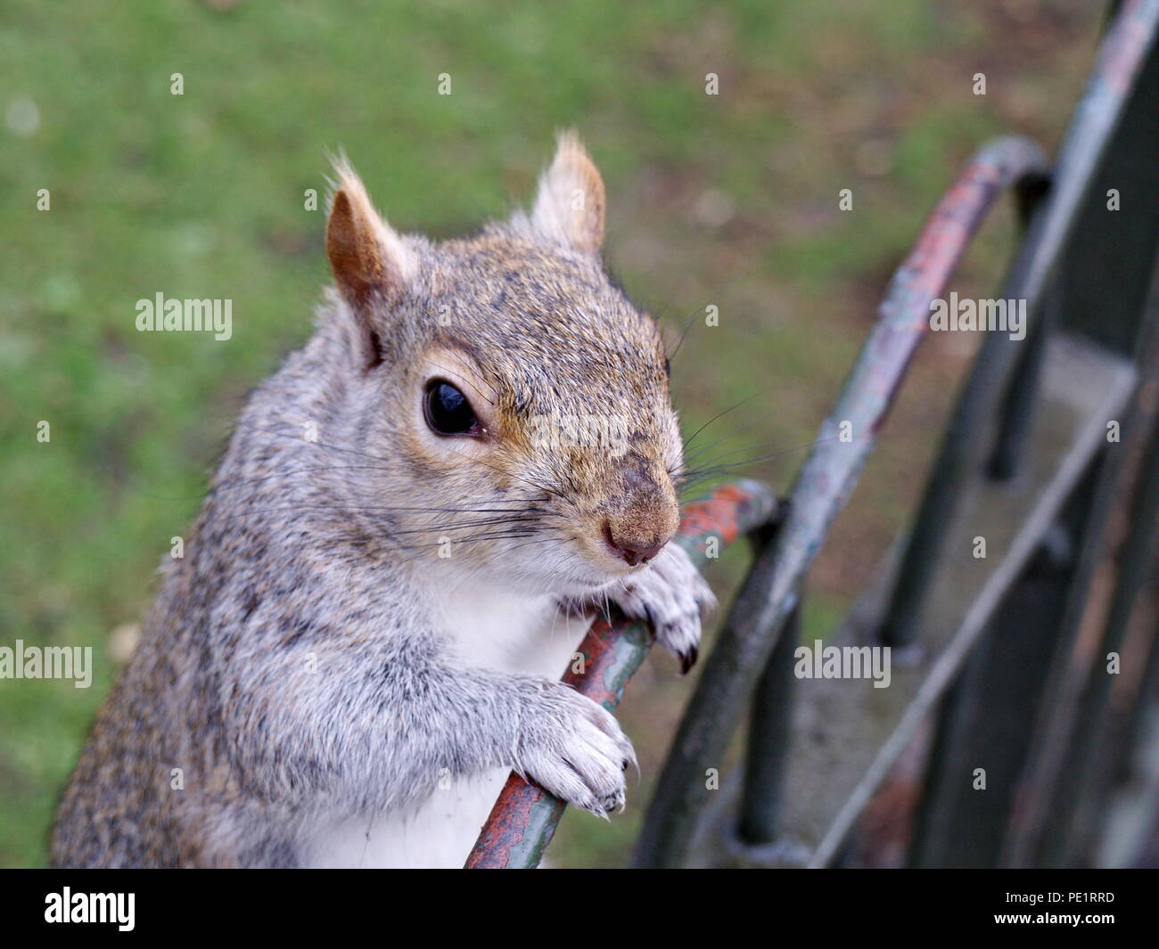Closeup grey squirrel front paw hi-res stock photography and images - Alamy