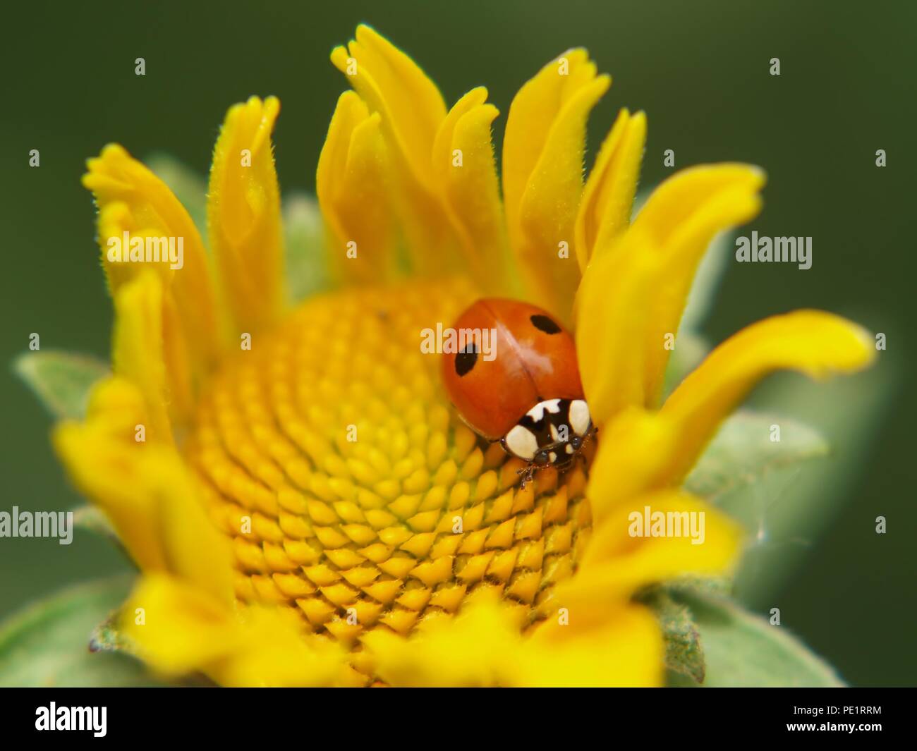 Ladybird on a yellow flower hi-res stock photography and images - Alamy