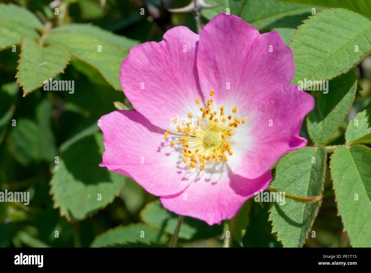 Harsh Downy Rose (rosa tomentosa), or simply Downy Rose, close up of a ...