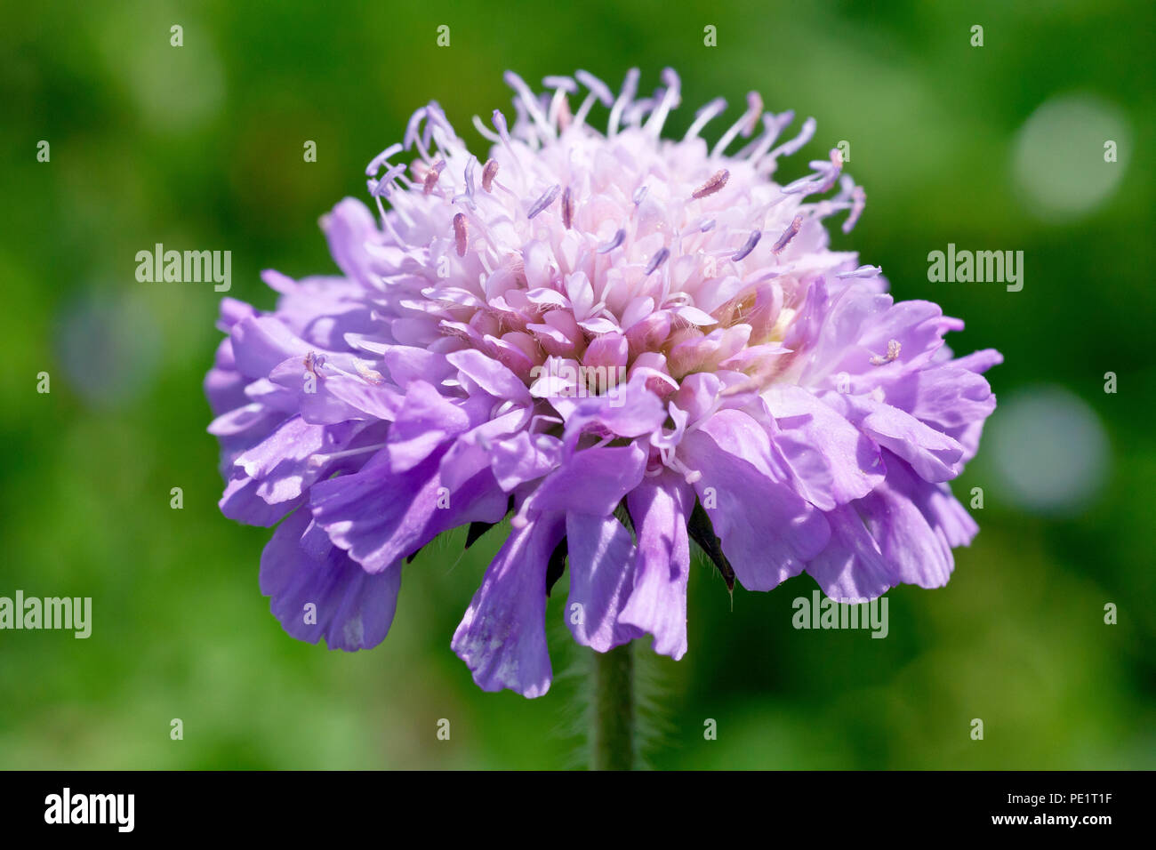 Field Scabious (knautia arvensis), also known as Gypsy Rose, close up ...