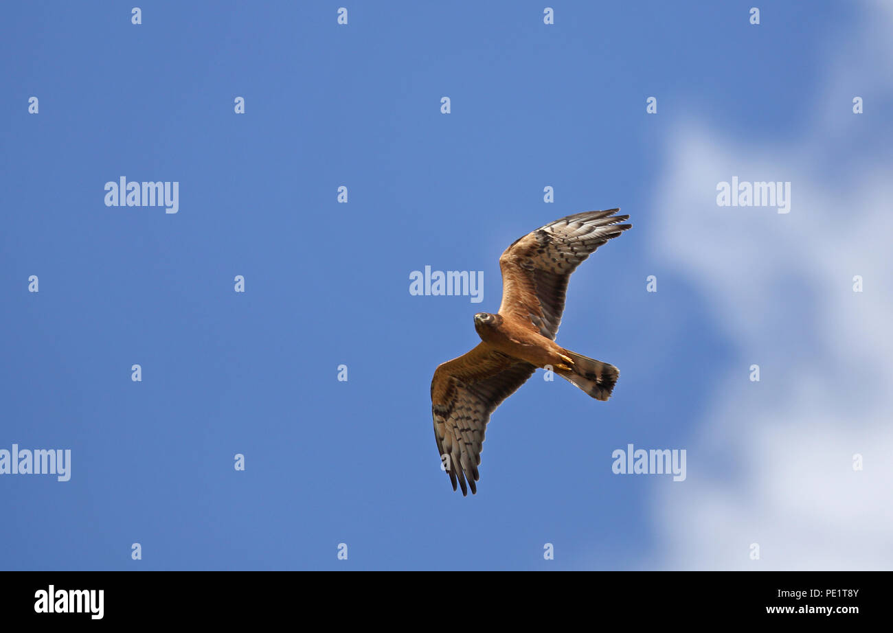 Harrier in the sky blue sky hi-res stock photography and images - Alamy