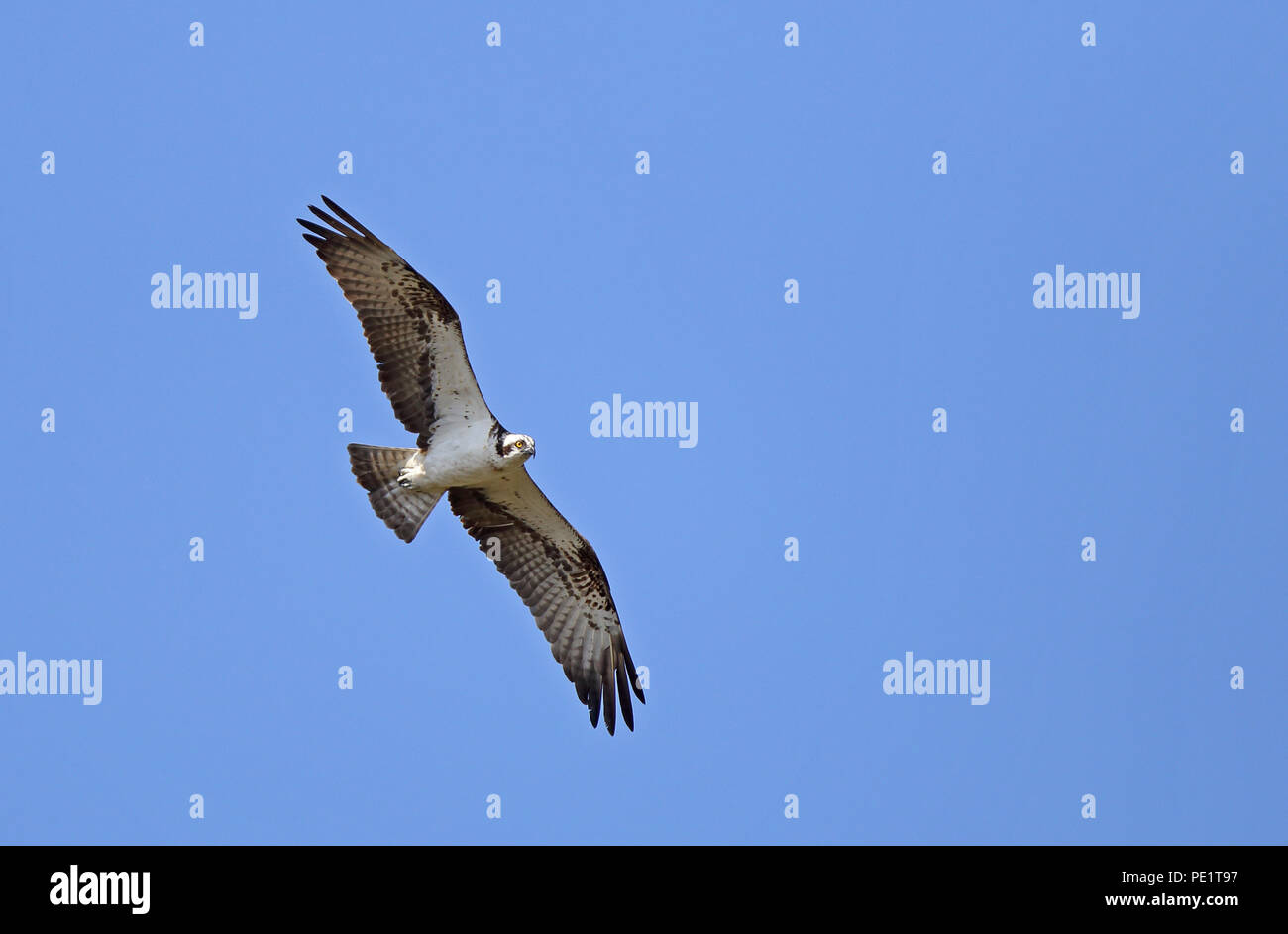 Flying above birds in hi-res stock photography and images - Alamy