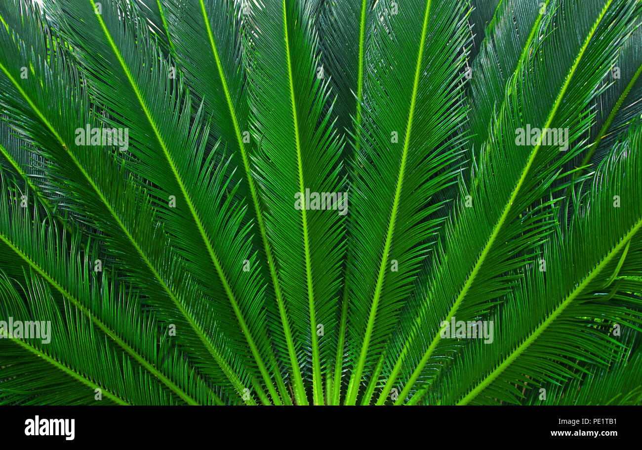 Fan palm tree hi-res stock photography and images - Alamy