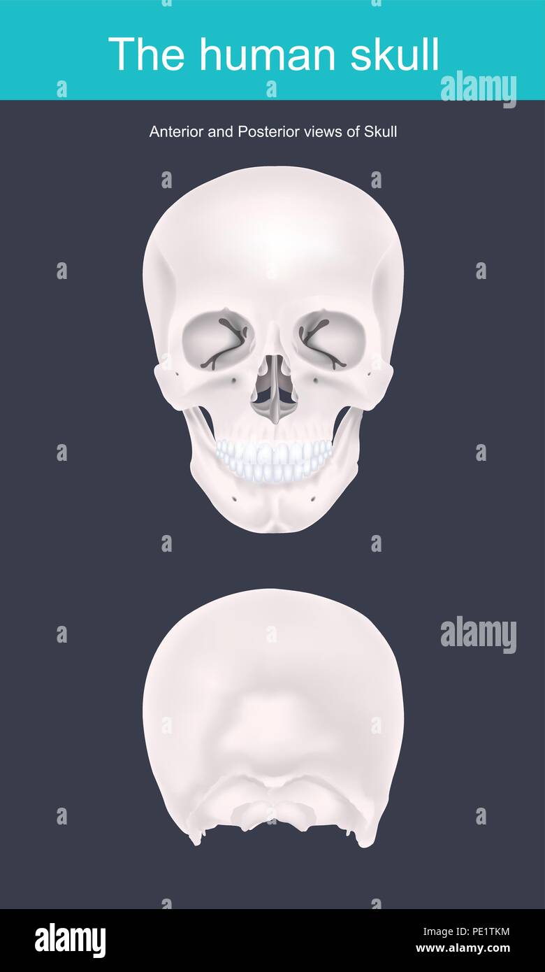 Bony structure in the head Stock Vector Images - Alamy