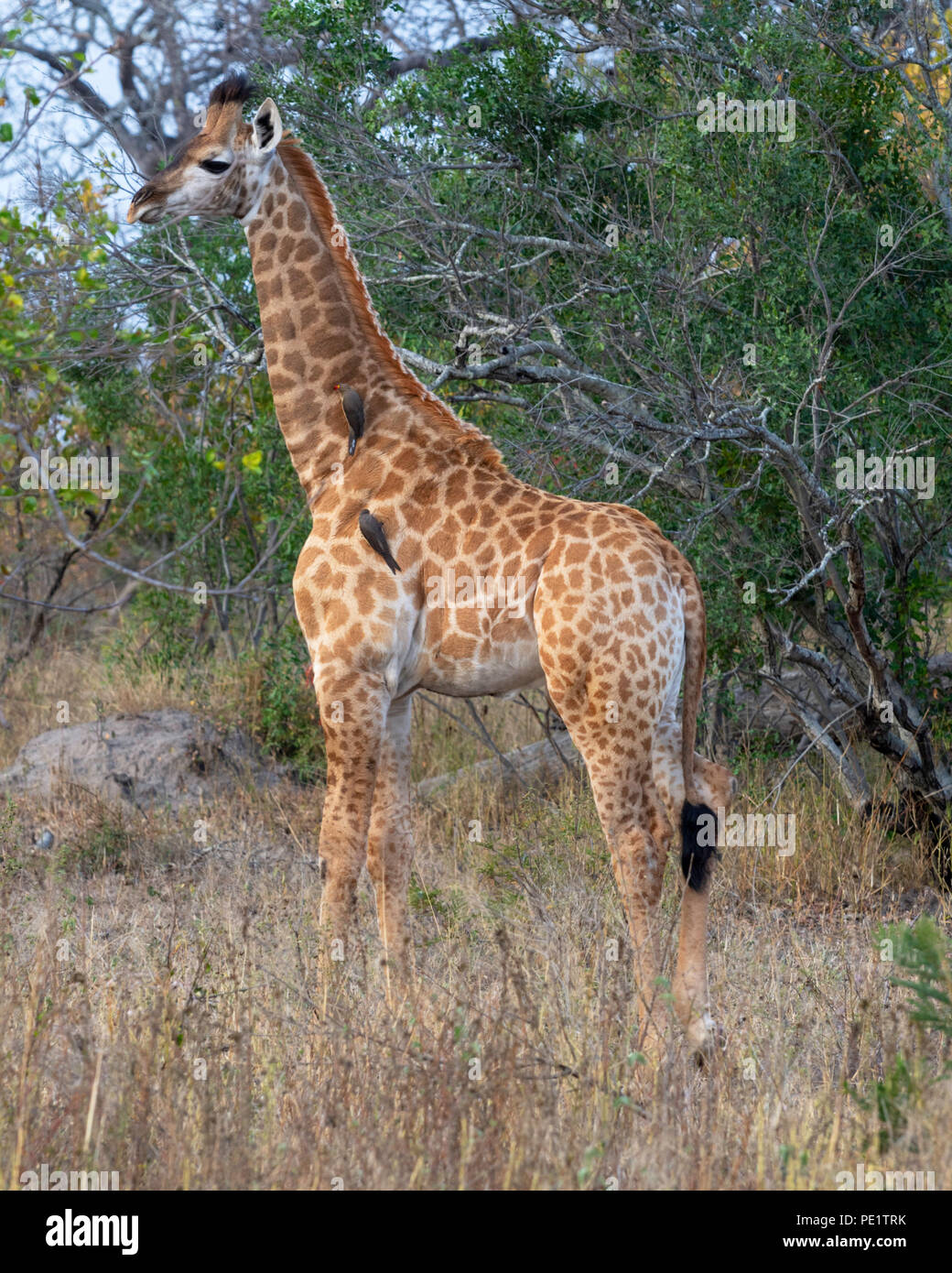 Animal photographs hi-res stock photography and images - Alamy