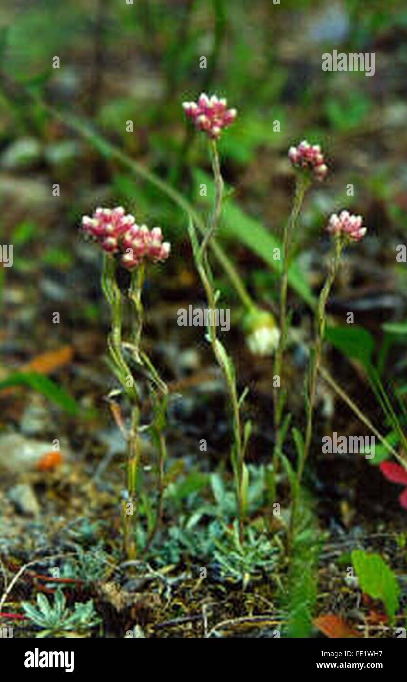 Antennaria microphylla hi-res stock photography and images - Alamy