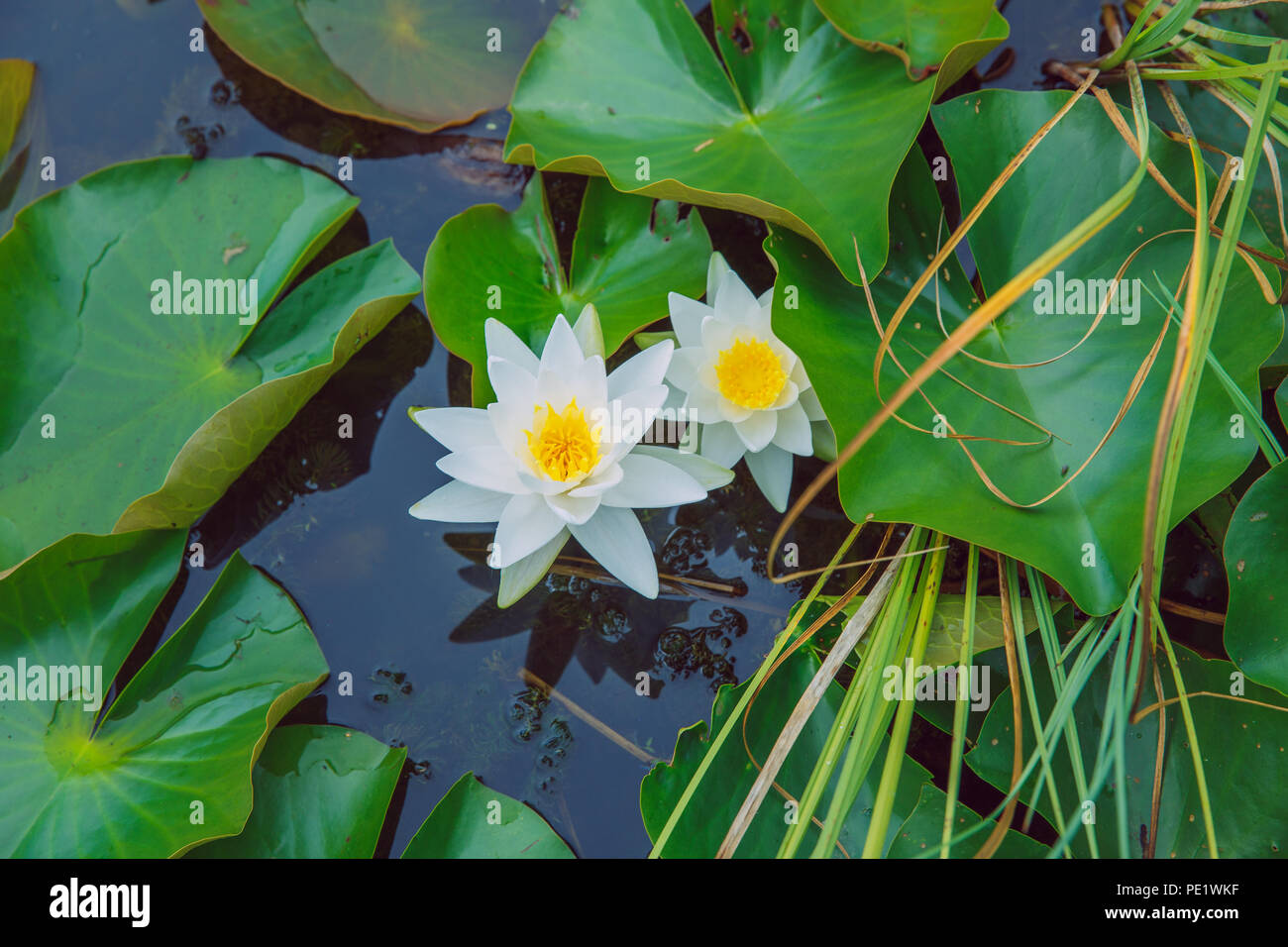 City Vecpiebalga, Latvia. Water lillies and lake. Flowers and leaf ...