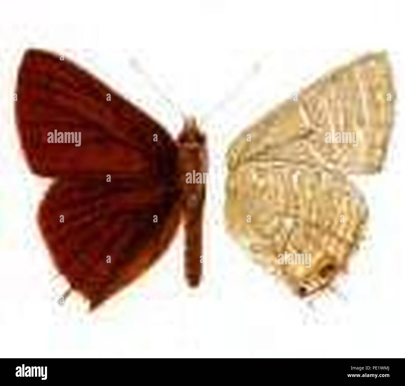 Anthene hi-res stock photography and images - Alamy