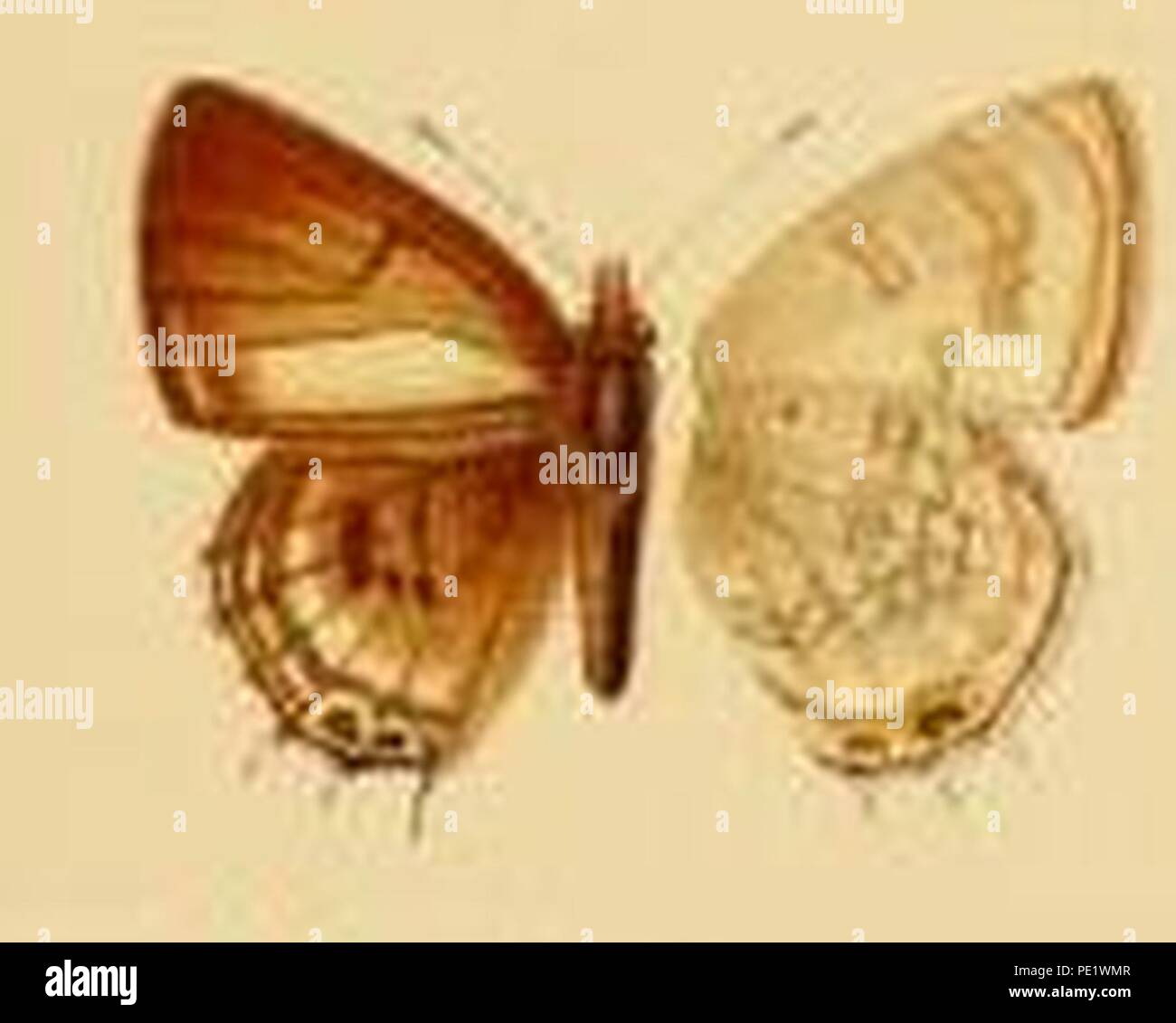 Anthene hi-res stock photography and images - Alamy