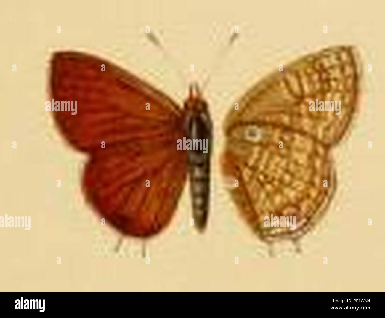 Anthene hi-res stock photography and images - Alamy