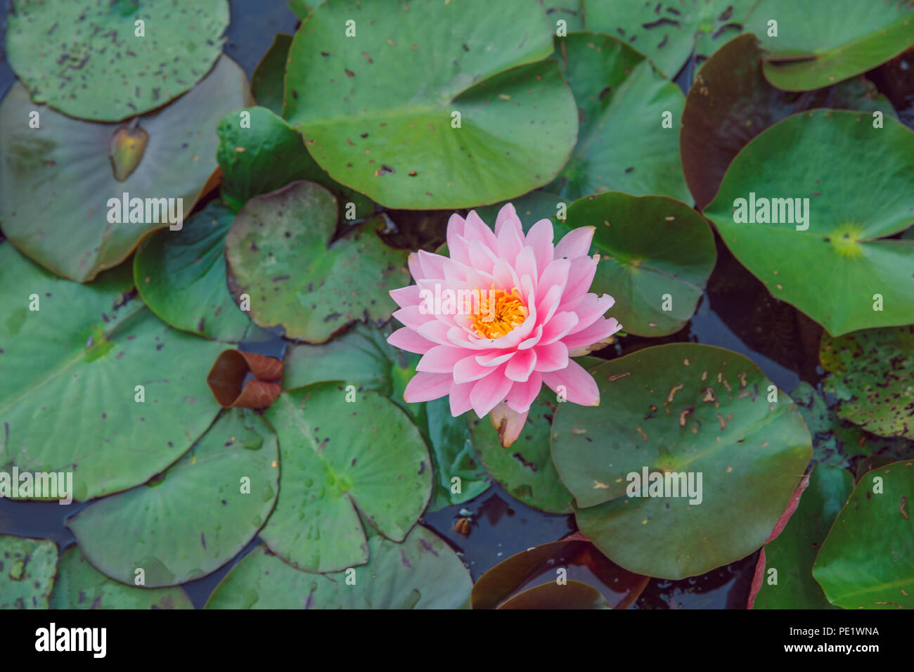 City Vecpiebalga, Latvia. Water lillies and lake. Flowers and leaf ...