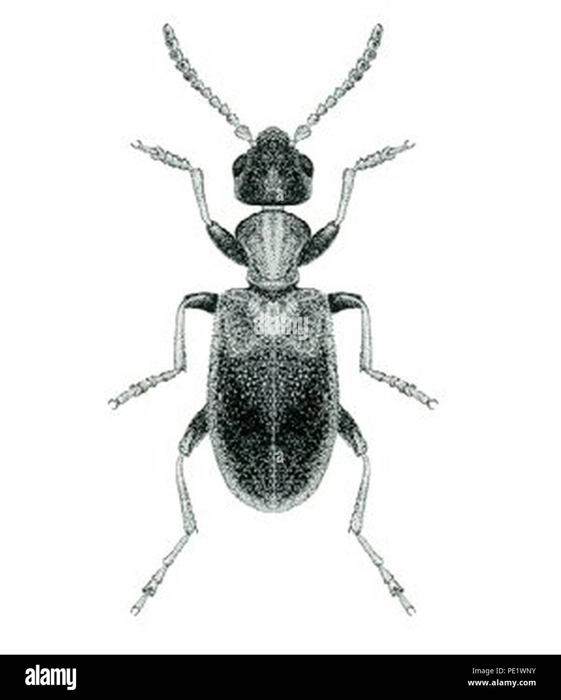 Anthicus hi-res stock photography and images - Alamy