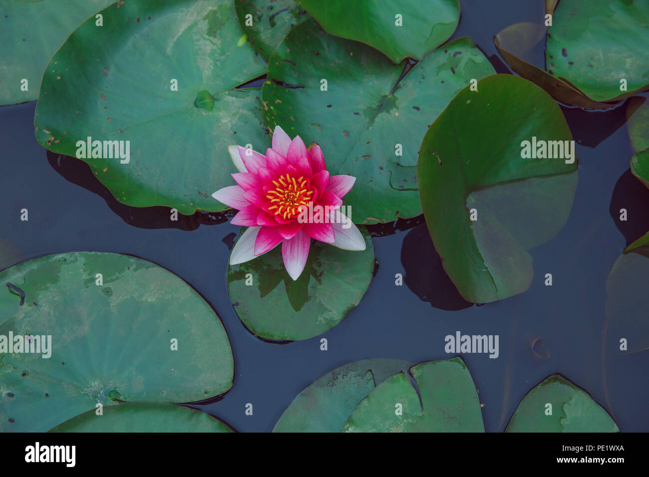 City Vecpiebalga, Latvia. Water lillies and lake. Flowers and leaf ...