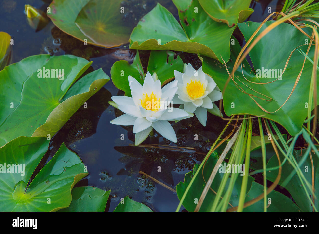 City Vecpiebalga, Latvia. Water lillies and lake. Flowers and leaf ...