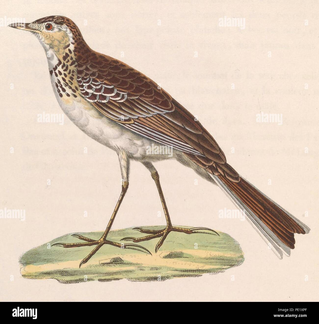 Richardi hi-res stock photography and images - Alamy