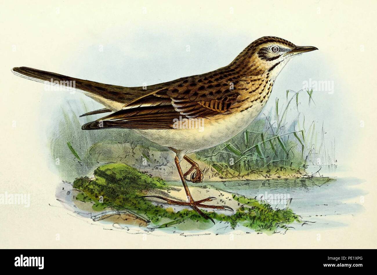 Anthus richardi hi-res stock photography and images - Alamy