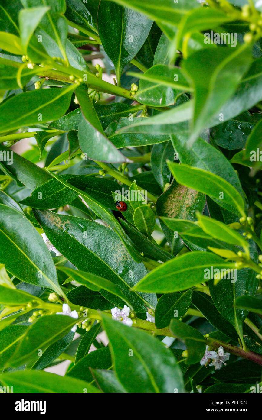 ladybug in a tree Stock Photo - Alamy