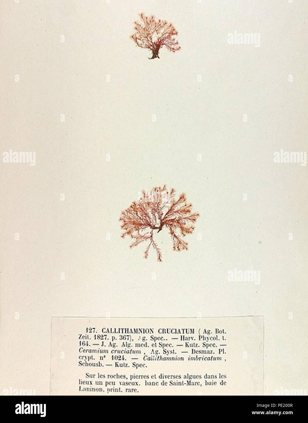 Antithamnion hi-res stock photography and images - Alamy