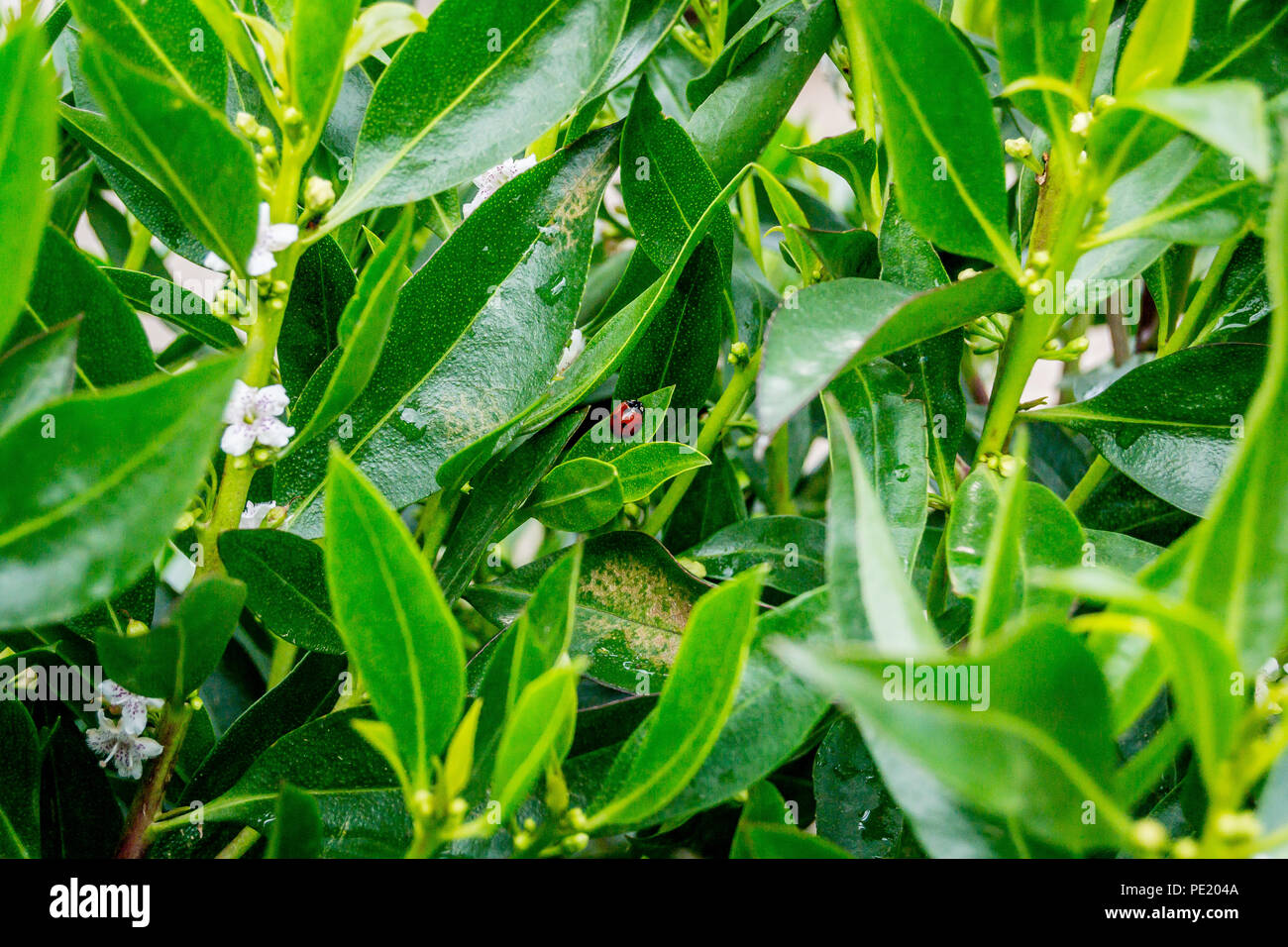 Lemon bug hi-res stock photography and images - Alamy