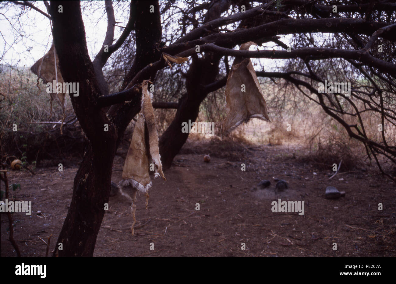 The Hadza people are click-speaking people, hunter gatherers, living in ...