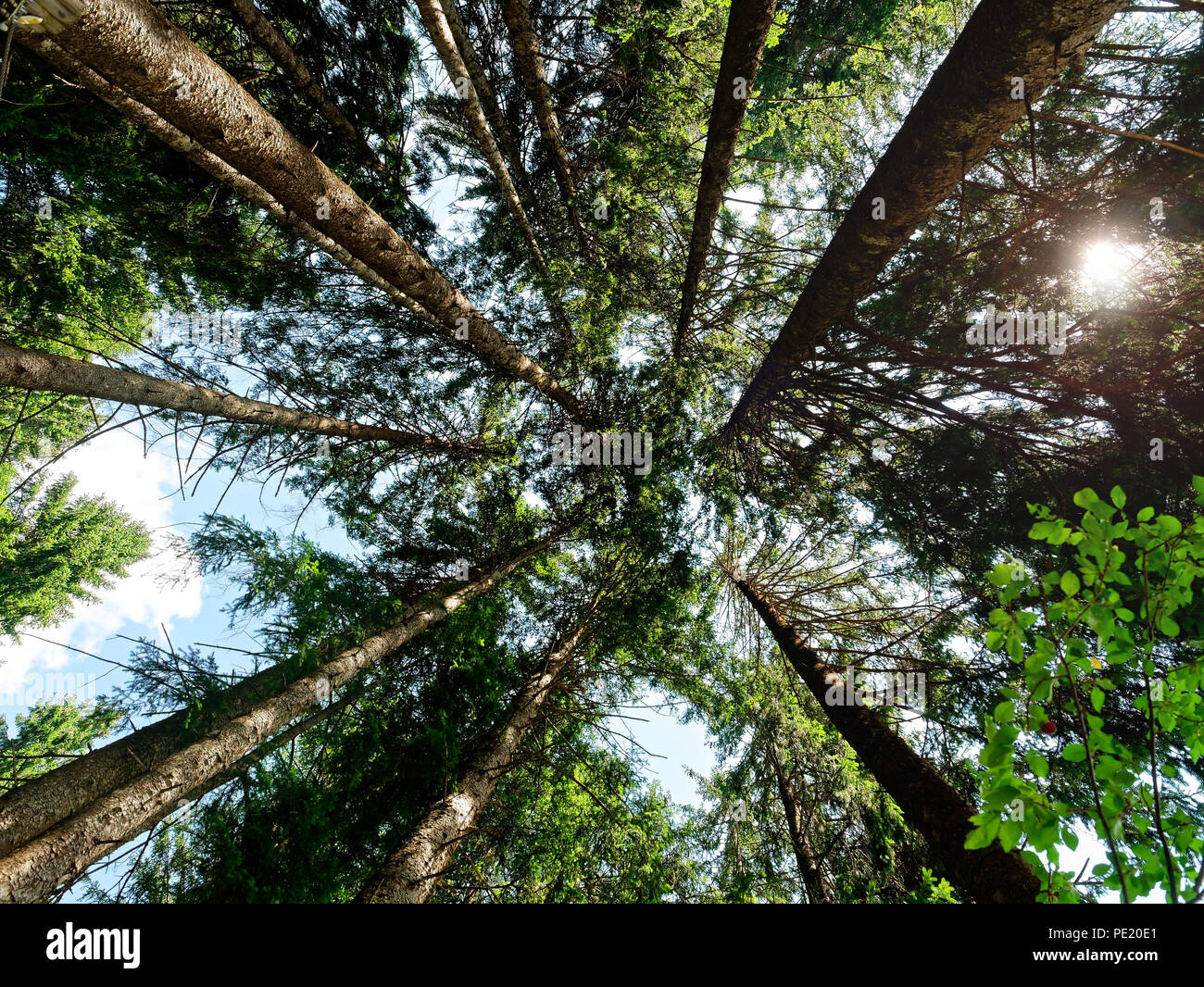 Upward angle view hi-res stock photography and images - Alamy