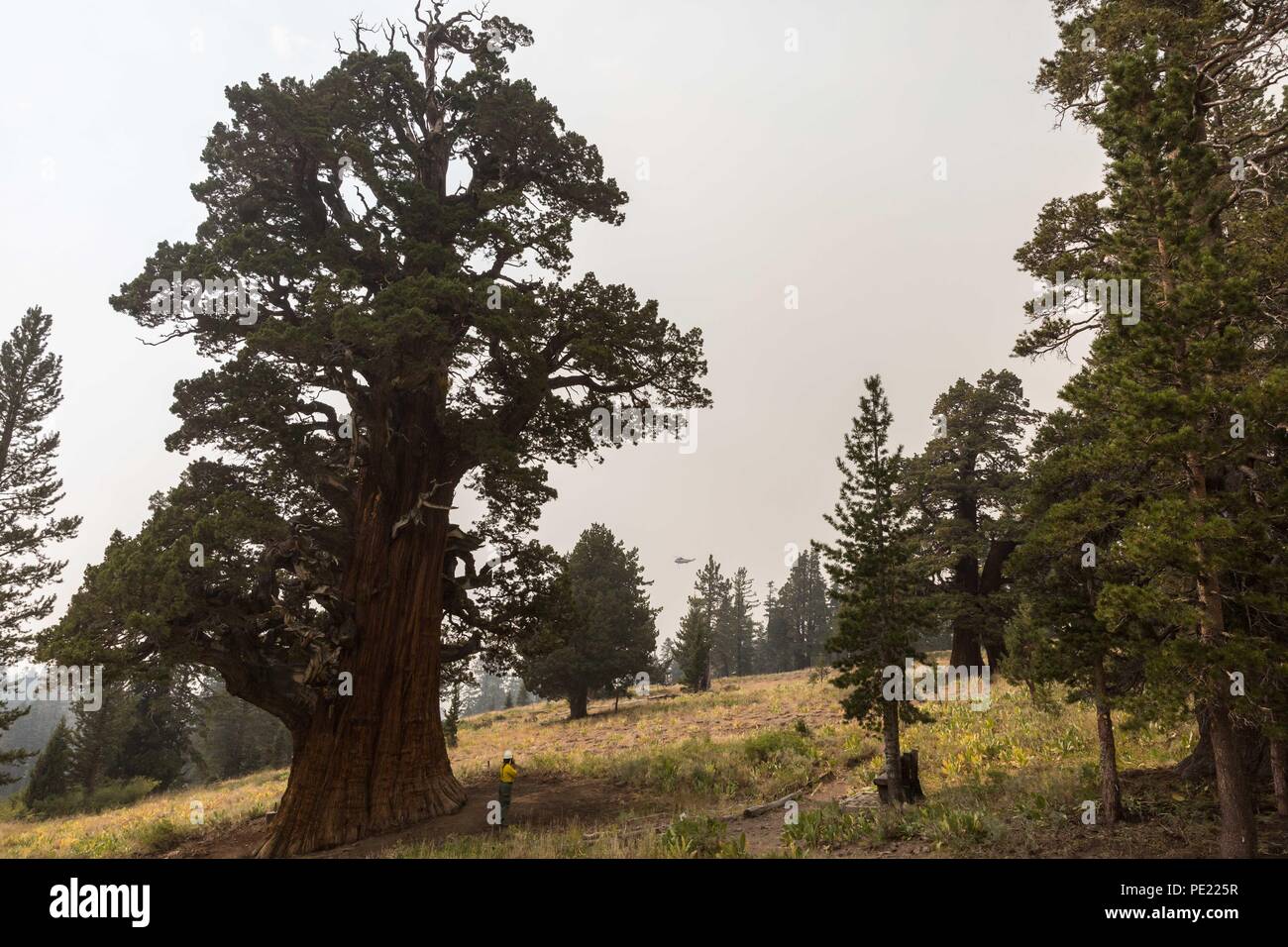 Diane bennett hi-res stock photography and images - Alamy