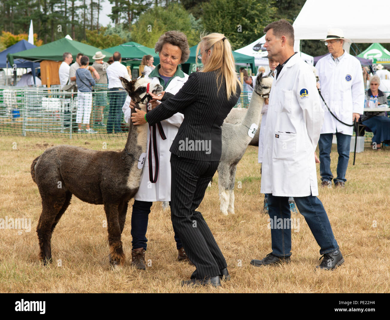 Ellingham Show 2022 Ellingham House, Whitby | Simply Sea Views