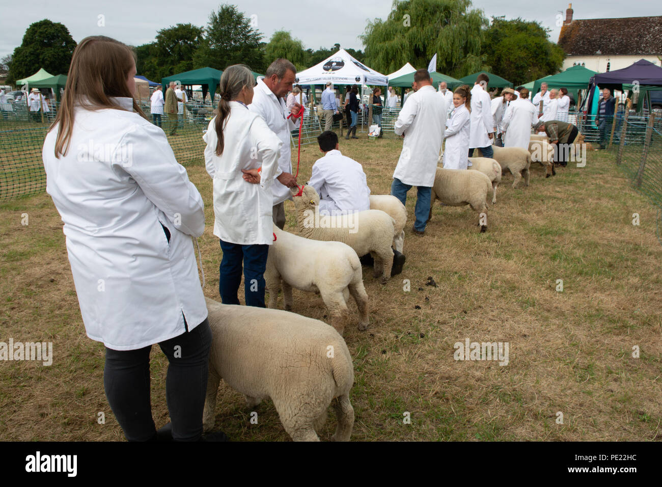 Line up of sheep hi-res stock photography and images - Alamy