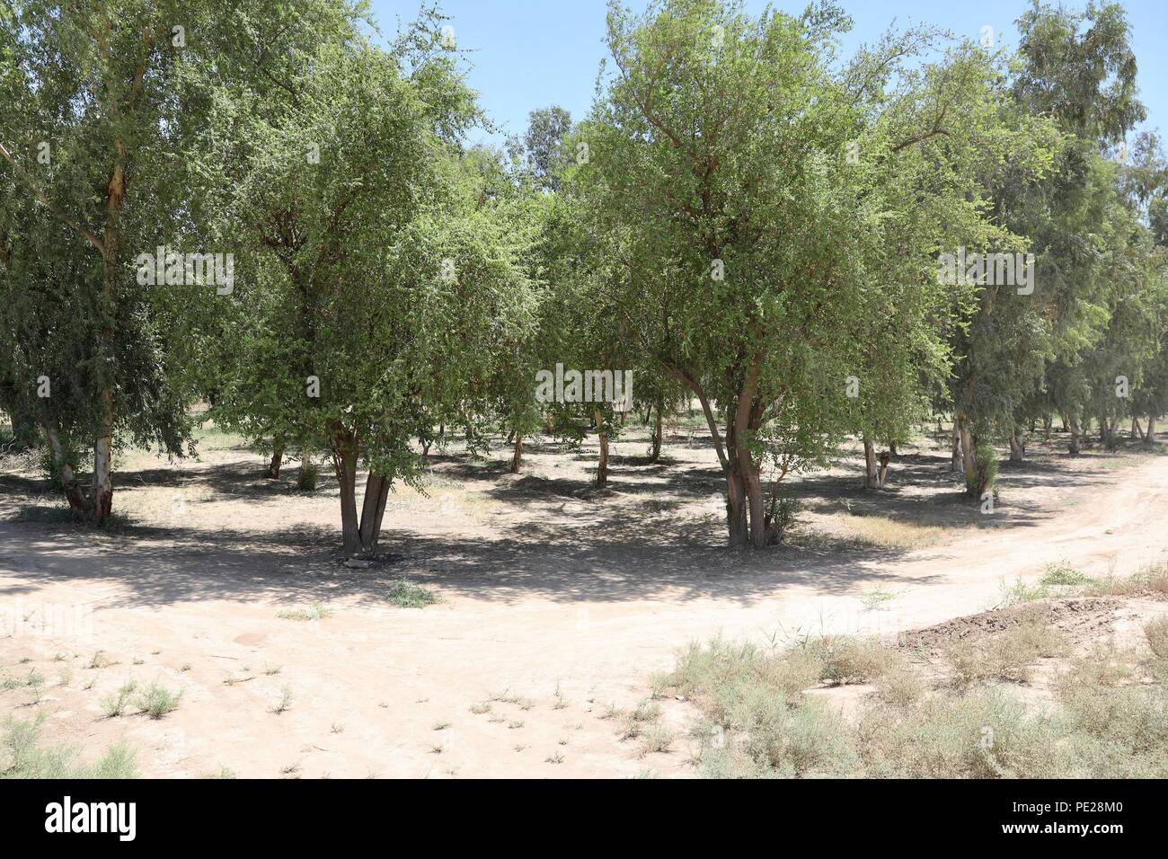 Baghdad, Iraq. 11th Aug, 2018. Photo taken on Aug. 11, 2018 shows ...
