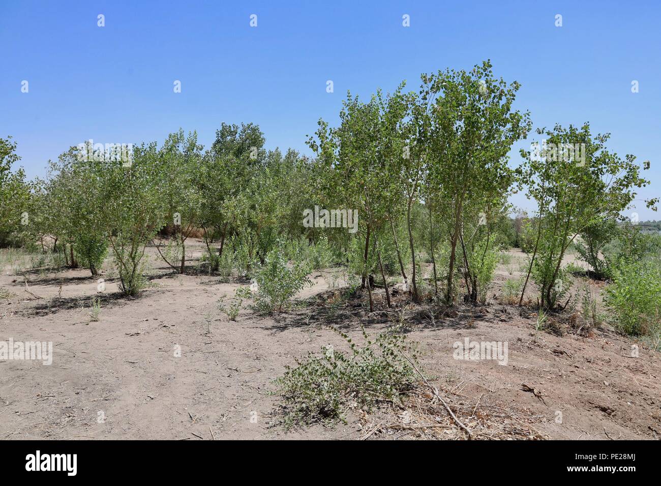 Baghdad, Iraq. 11th Aug, 2018. Photo taken on Aug. 11, 2018 shows ...
