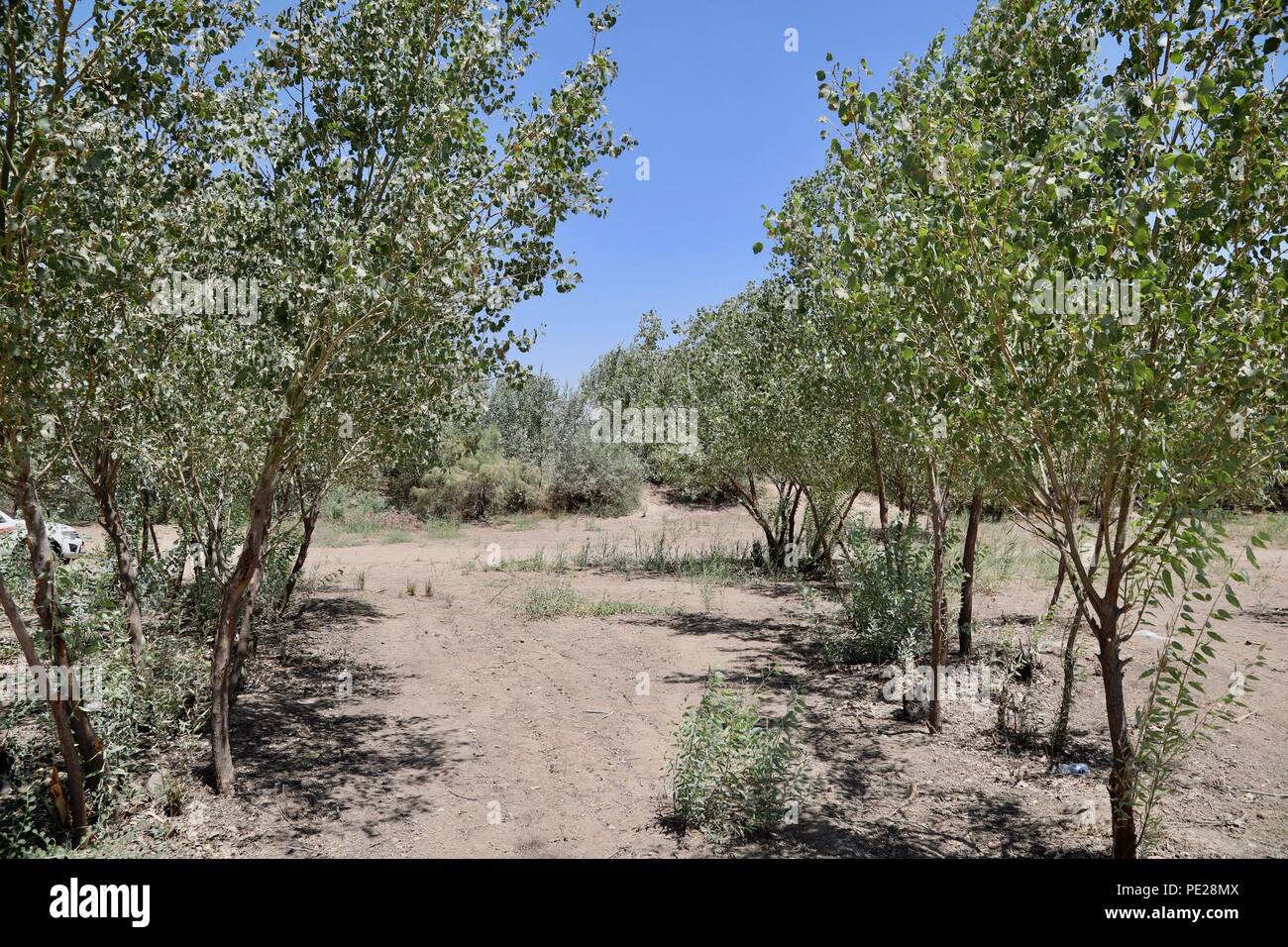 Baghdad, Iraq. 11th Aug, 2018. Photo taken on Aug. 11, 2018 shows ...