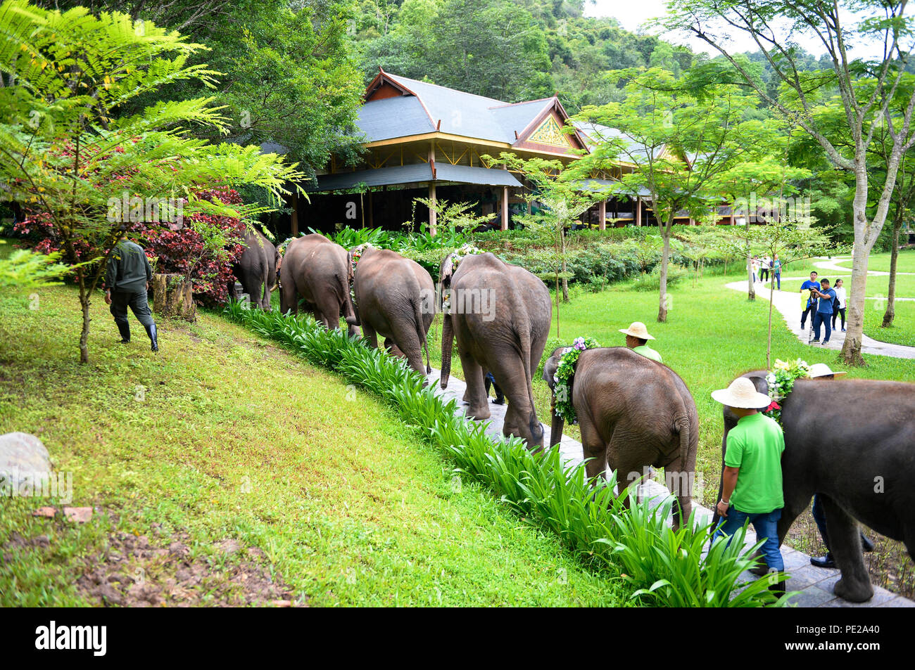 Wild elephant valley xishuangbanna hi-res stock photography and images ...