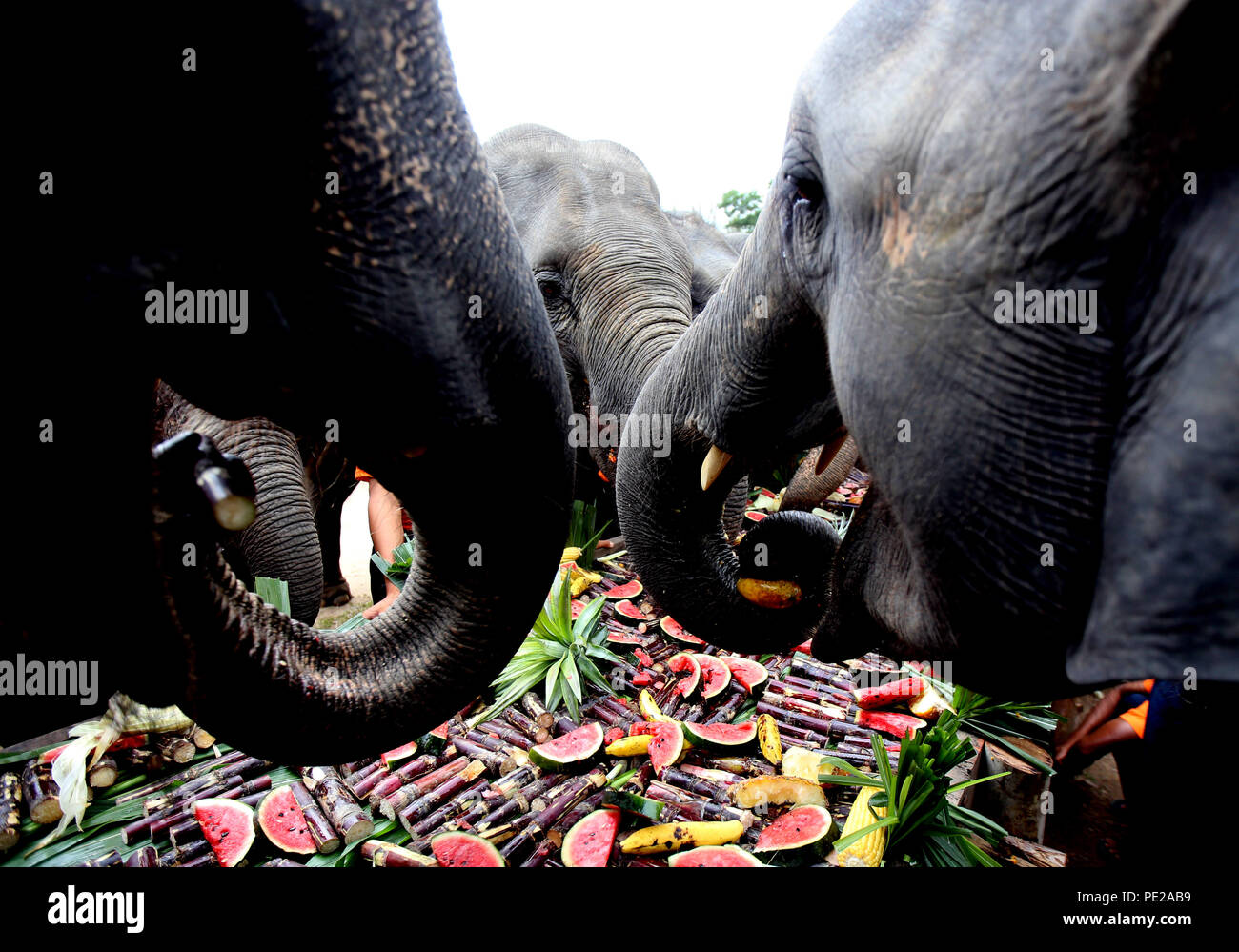 Elephant Eating Fruits