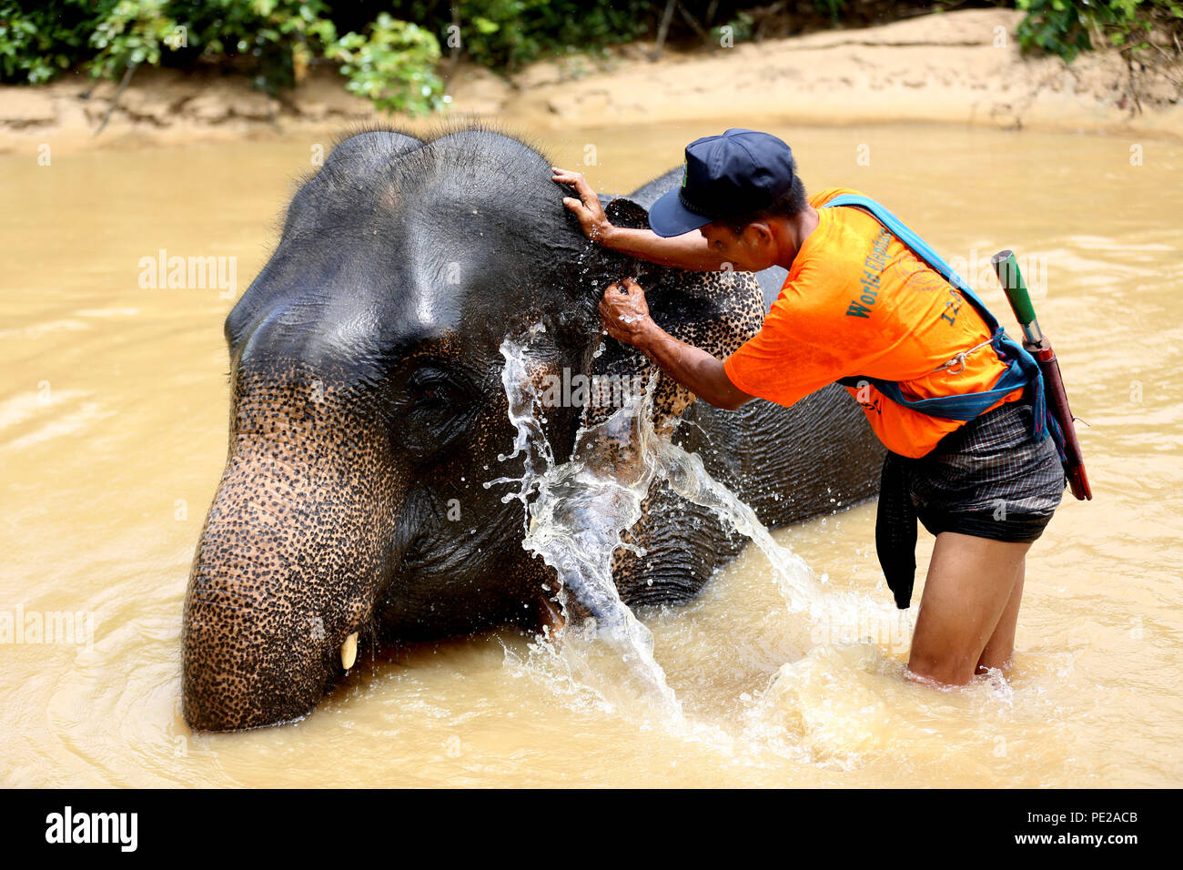 Myanmar bago elephant hi-res stock photography and images - Alamy