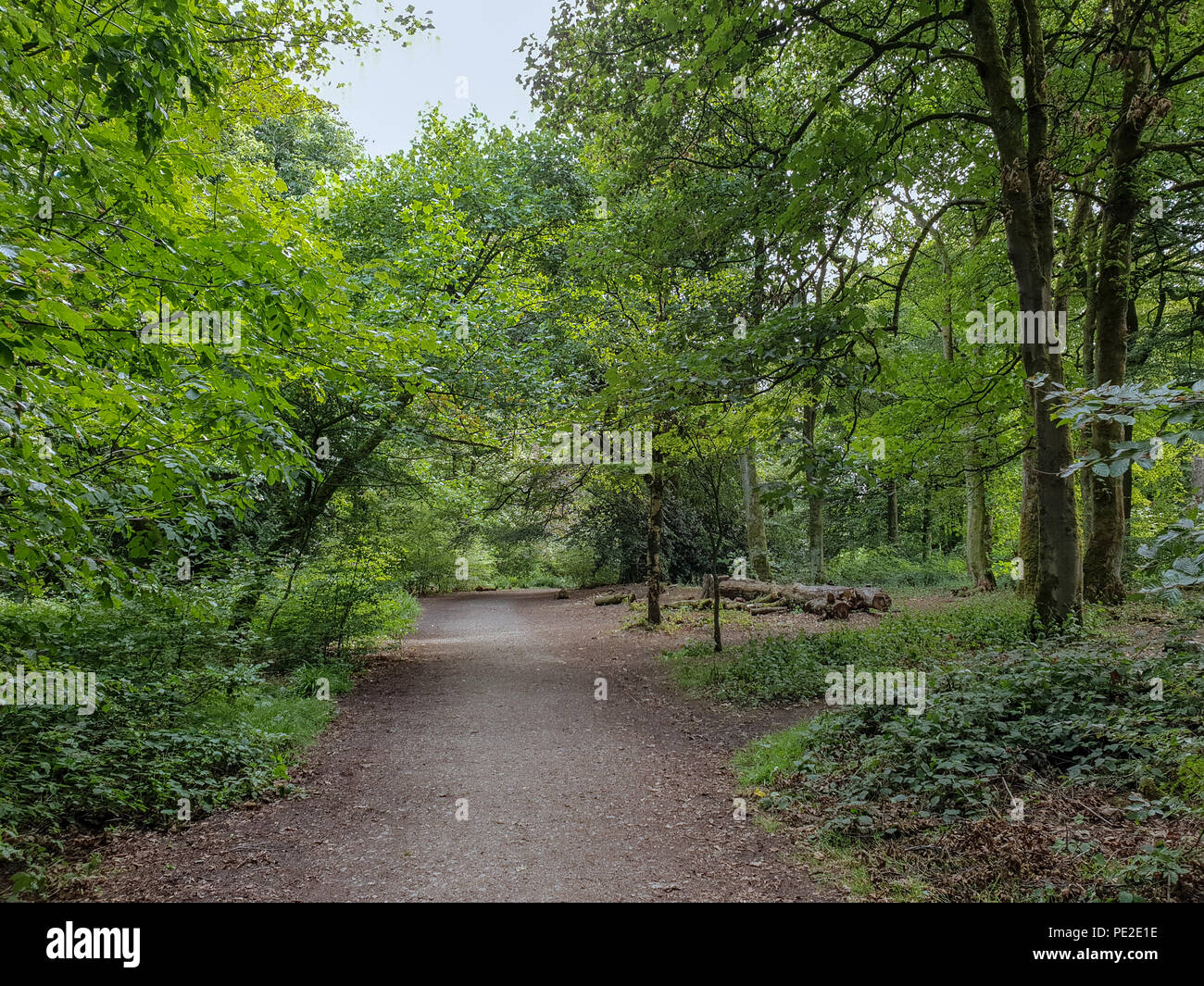 A woodland path in the great British Countryside flanked by luscious ...