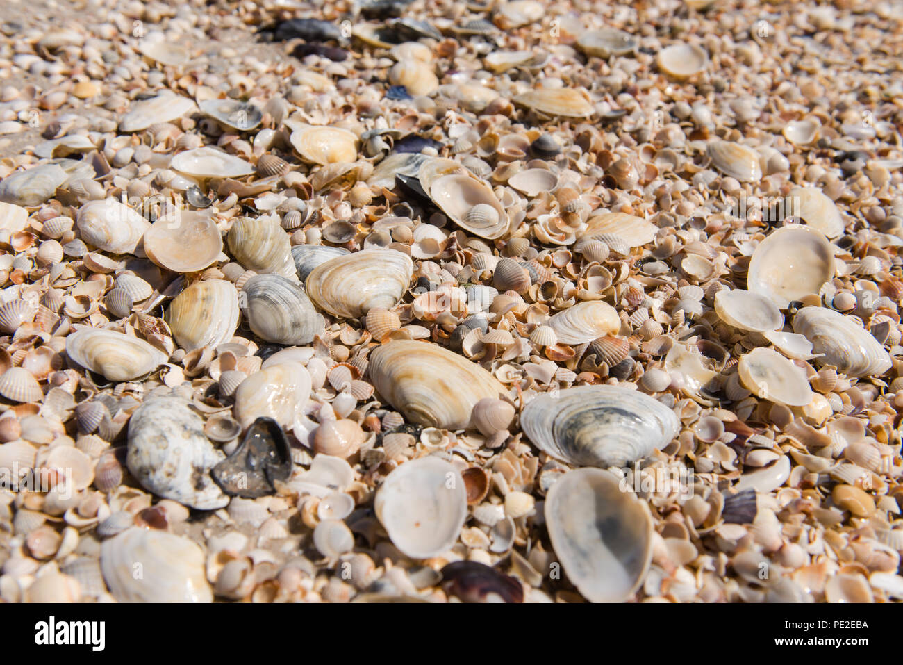 Wallpaper yellow shellfish beach background close up. Macro of seaside ...