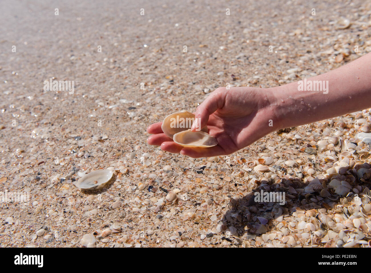Woman hold seashells at sunny day outdoors. Close up of female hand ...