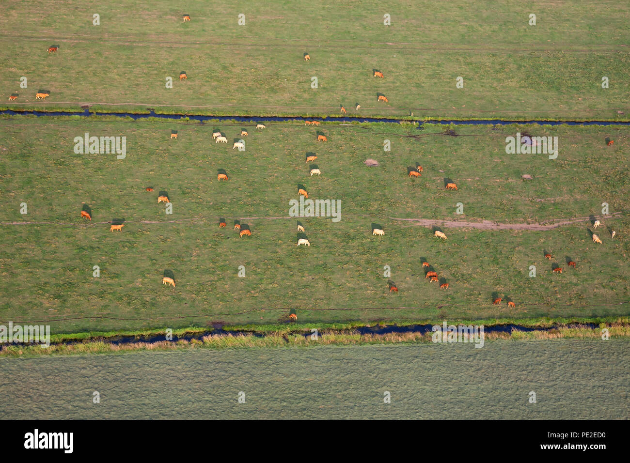 Cattle farming columbia hi-res stock photography and images - Alamy