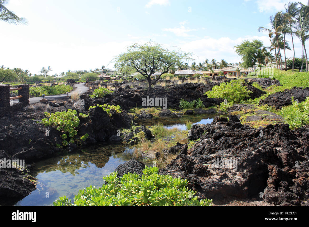 Grasses and plants sprouting up through lava rocks outlining a stream ...